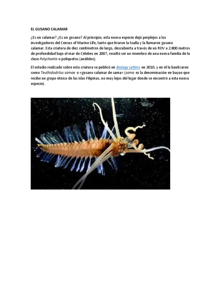 El Gusano Calamar | PDF
