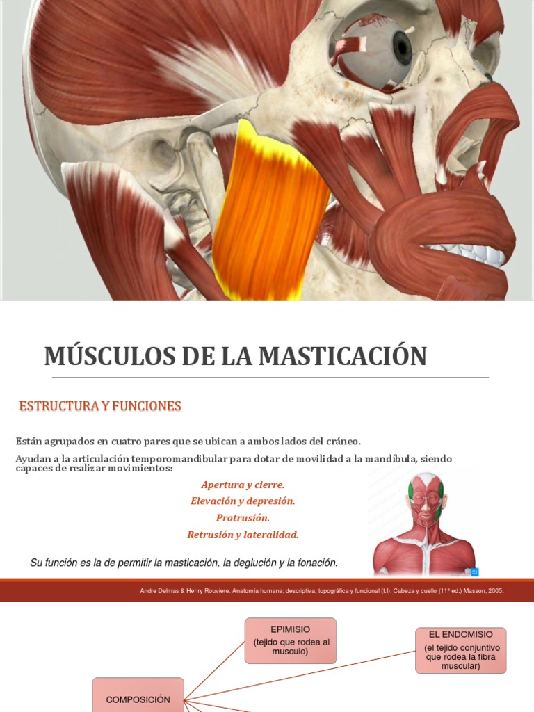 Musculos de La Masticación | PDF | Músculo | Anatomía