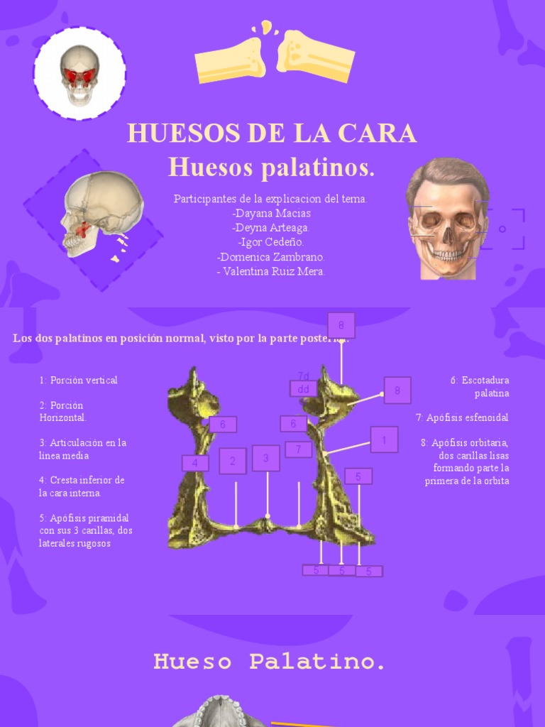 Hueso Palatino | PDF | Anatomía | Sistema musculoesquelético