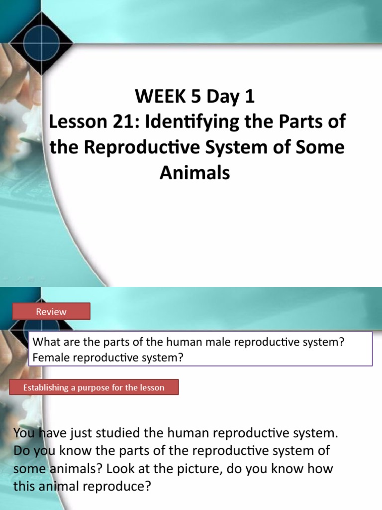 Animal Reproductive Systems Overview | PDF | Sexual Reproduction ...