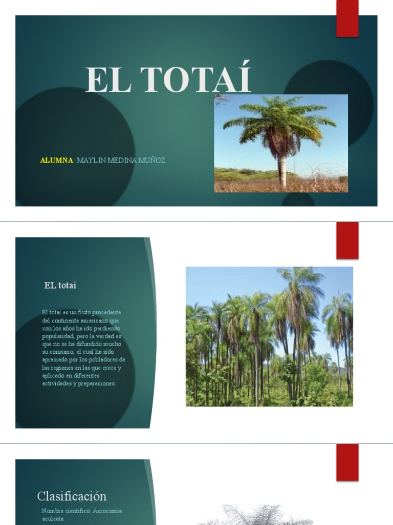 El totaí, una palmera con múltiples usos | PDF | Botánica | Plantas