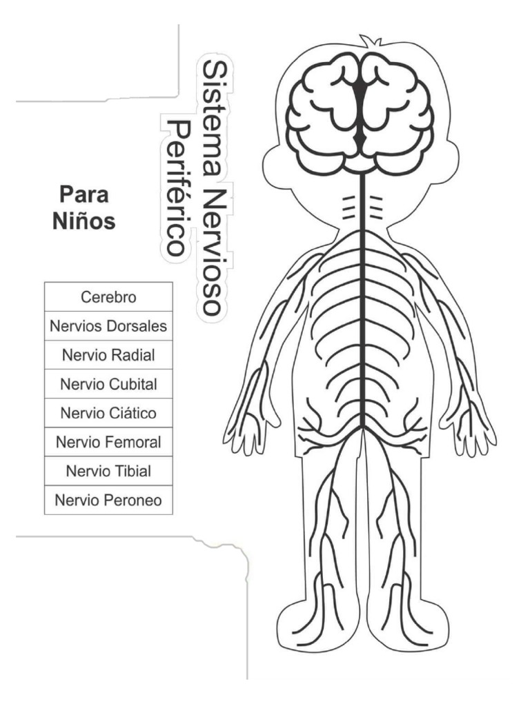 Sistema Nervioso | PDF