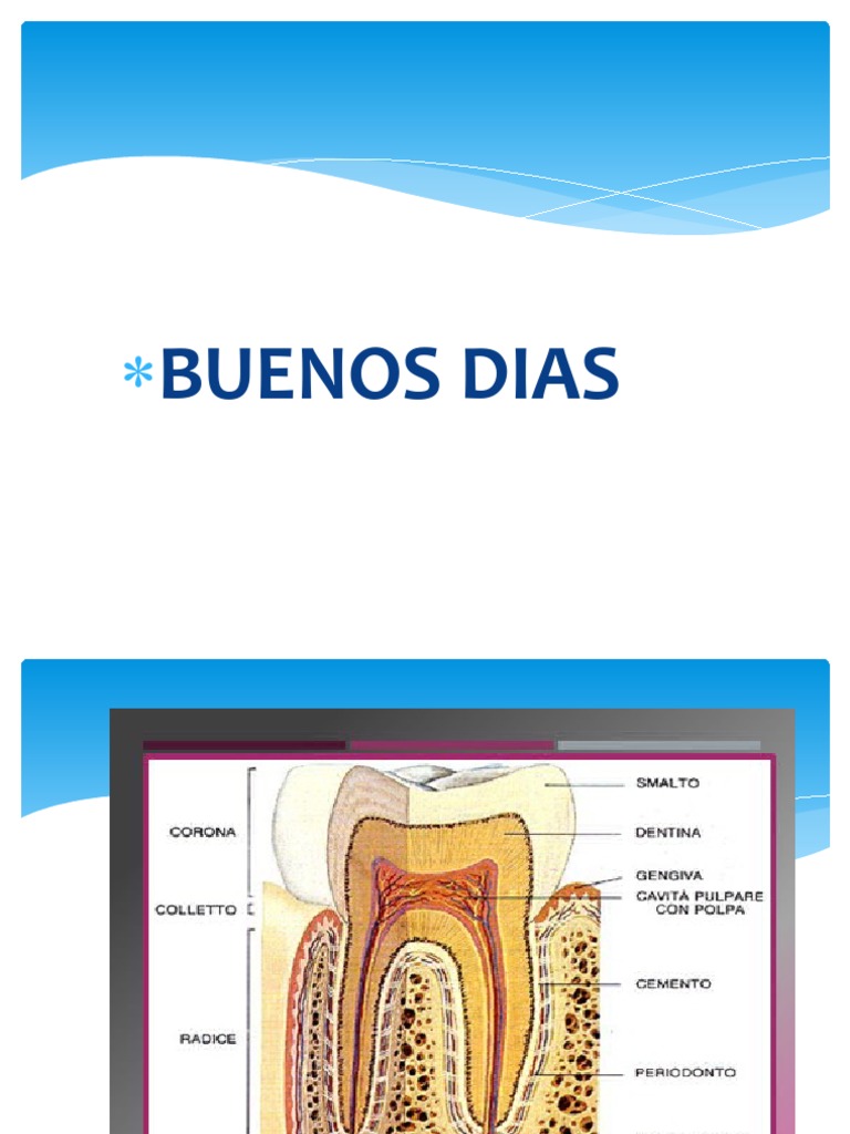 Estructura y Función del Periodonto | PDF | Ramas de Odontología ...
