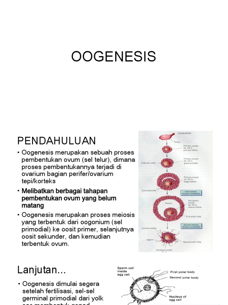 Proses Oogenesis dan Tahapannya | PDF | Griya & Taman