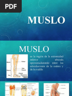 Anatomía de los Músculos del Muslo | PDF | Anatomía del miembro ...