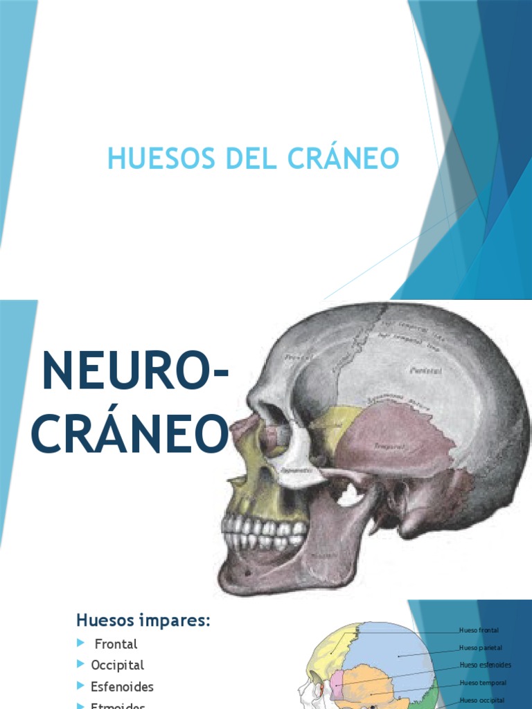 Huesos Del Cráneo | PDF | Cráneo | Anatomía humana