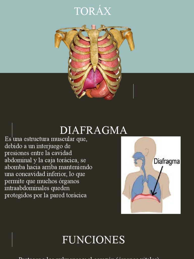 TORAX-2 | PDF | Tórax | Articulación