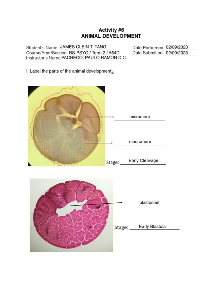 Stages of Embryonic Development in Animals | PDF | Embryo | Anatomy