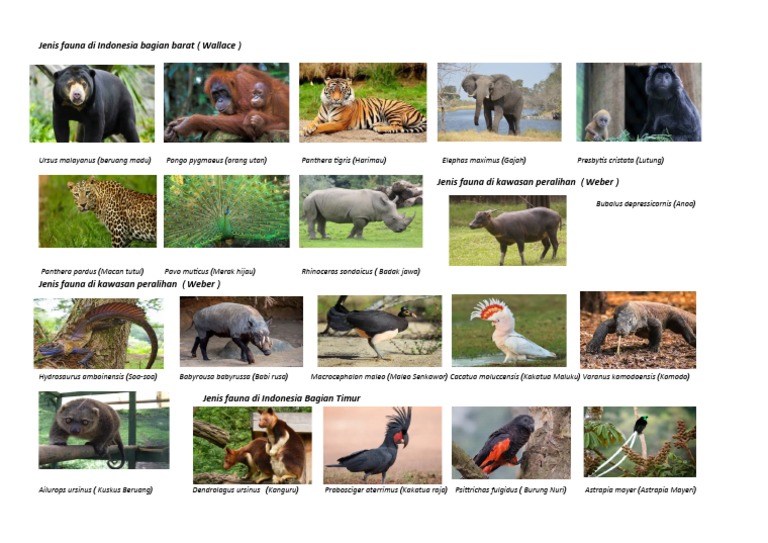 PRINT GAMBAR Jenis fauna di Indonesia bagian barat | PDF