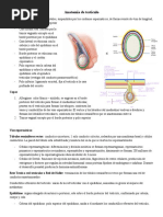 Anatomía de la Uretra Masculina | PDF | Próstata | Vejiga urinaria
