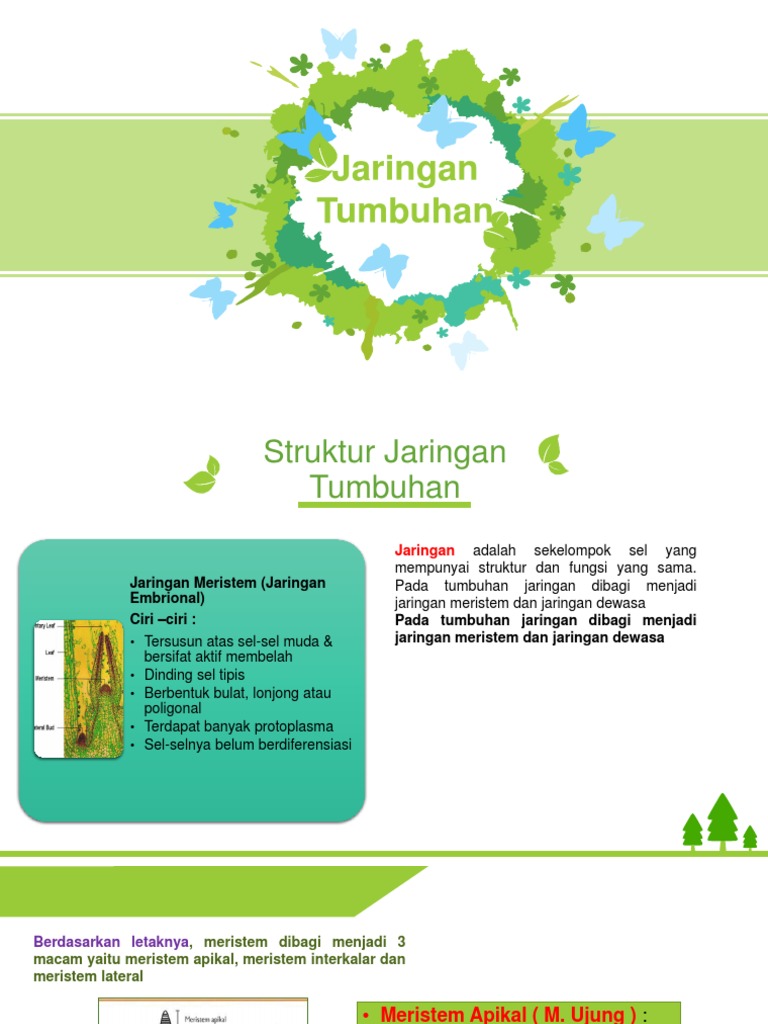 Struktur Jaringan Tumbuhan | PDF | Griya & Taman | Kesehatan Holistik