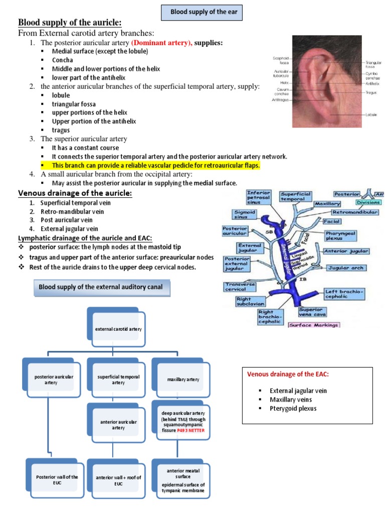 22 Blood Supply of The Ear - Done | PDF | Ear | Common Carotid Artery