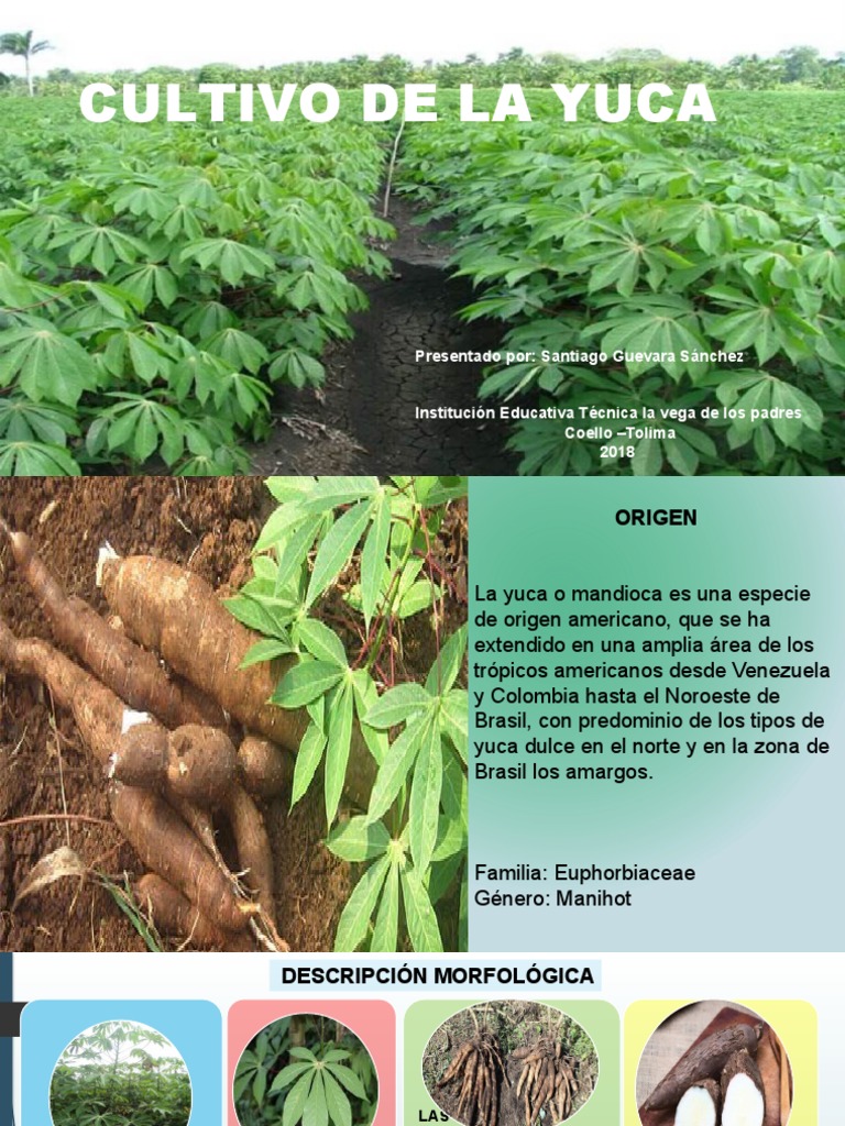 Cultivo de La Yuca Santi | PDF | Fertilizante | Hoja