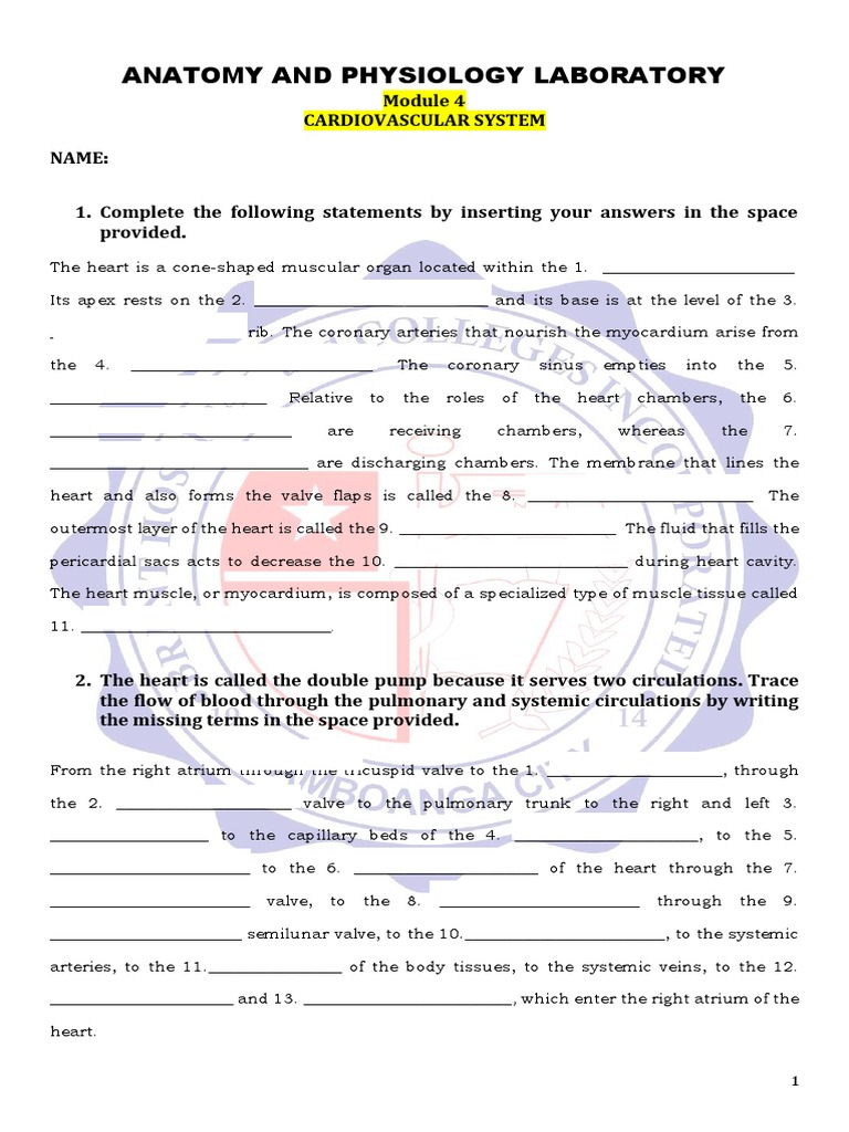 Module 4 Exercise 1 Cardiovascular System | Download Free PDF | Heart | Heart Valve