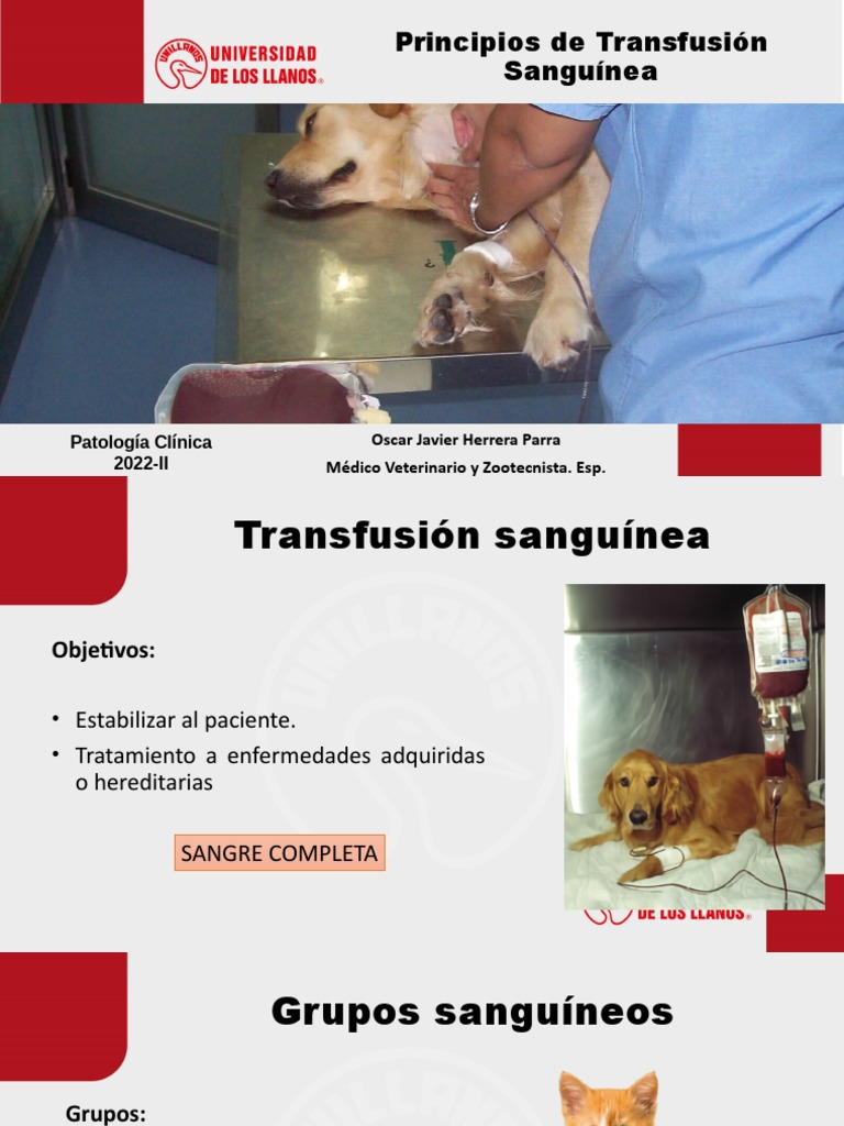 Principios de La Transfusión | PDF | Tipo de sangre | Anatomia animal