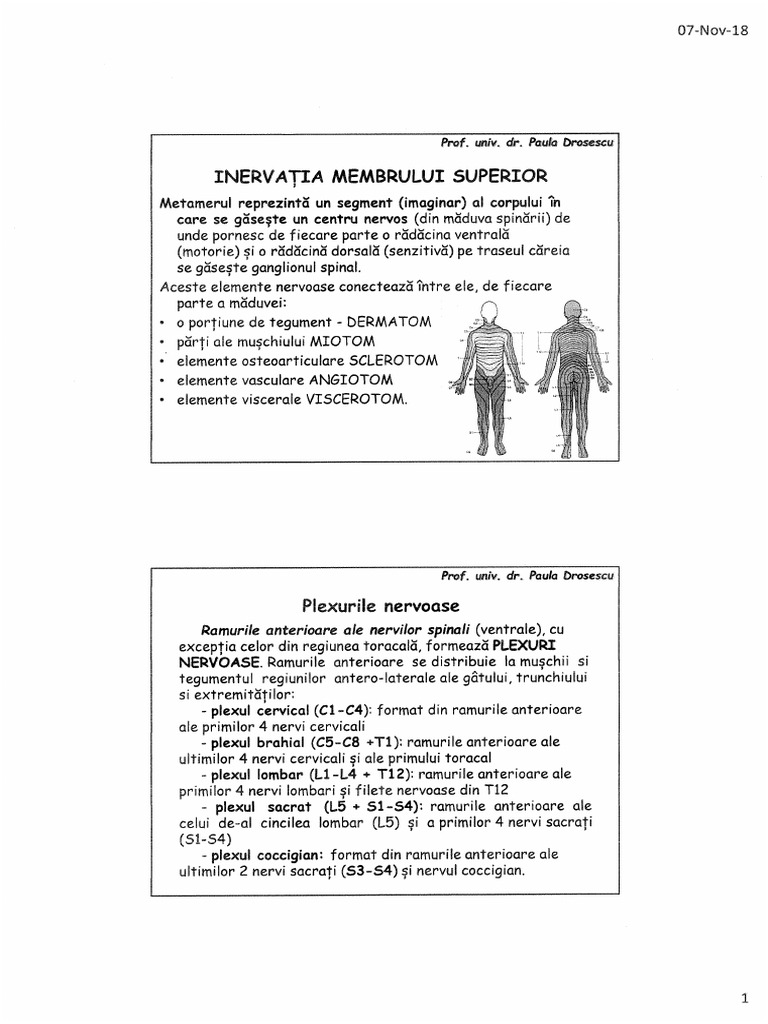 Inervatia Membrului Superior | PDF