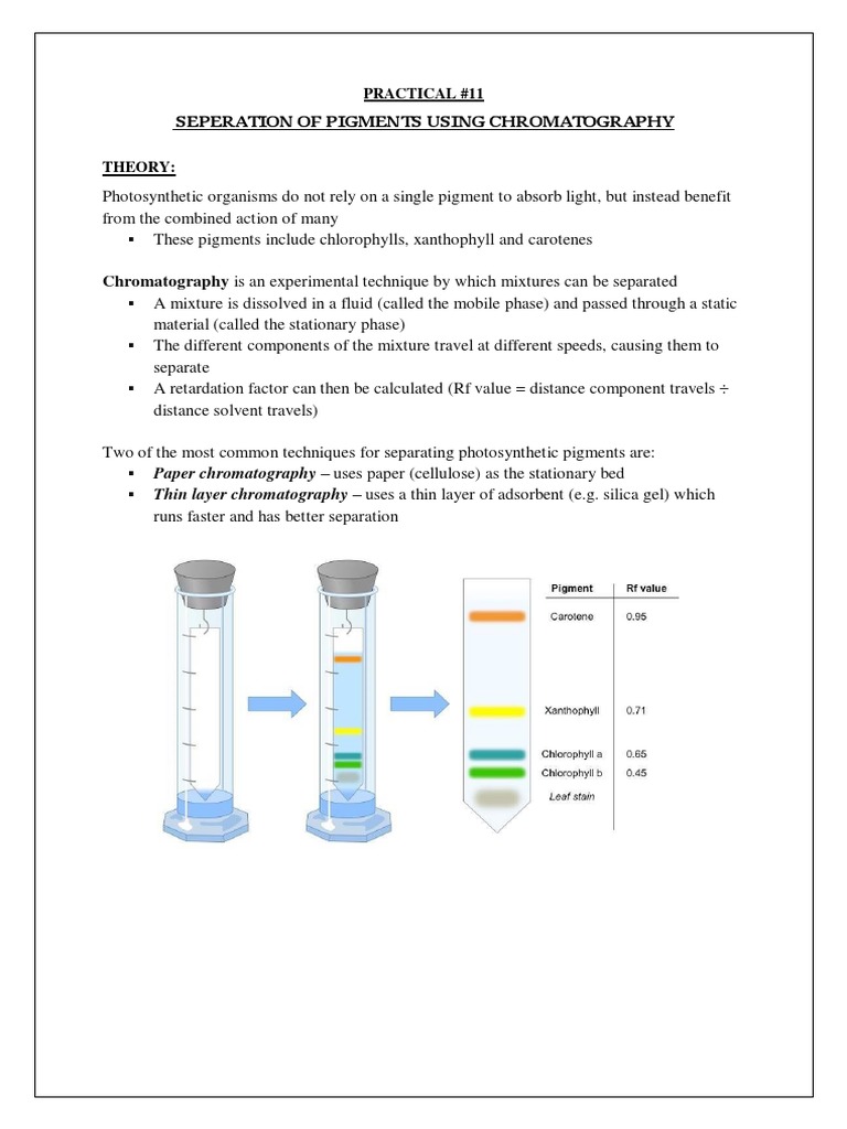 Chromatography for Plant Pigments | PDF | Chromatography | Thin Layer ...