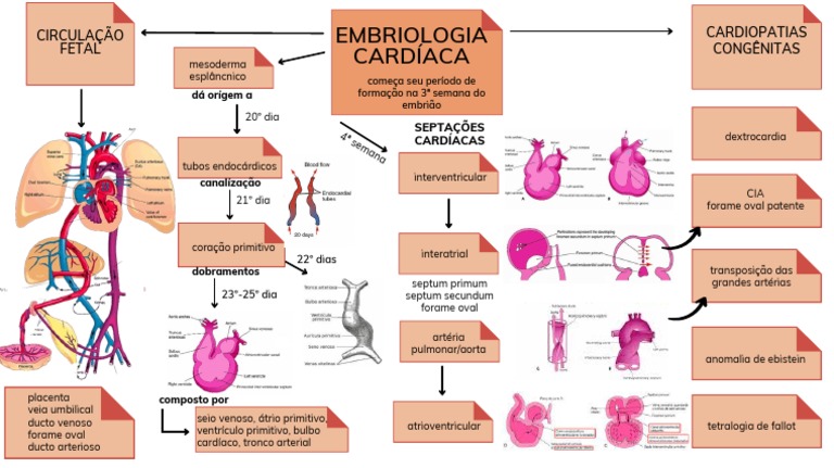Embriologia Cardiaca | PDF