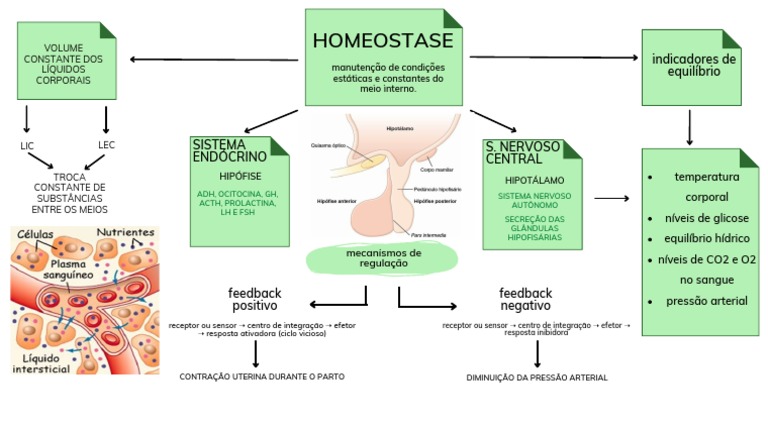 Homeostase Mapa Mental | PDF | Glândula pituitária | Anatomia humana