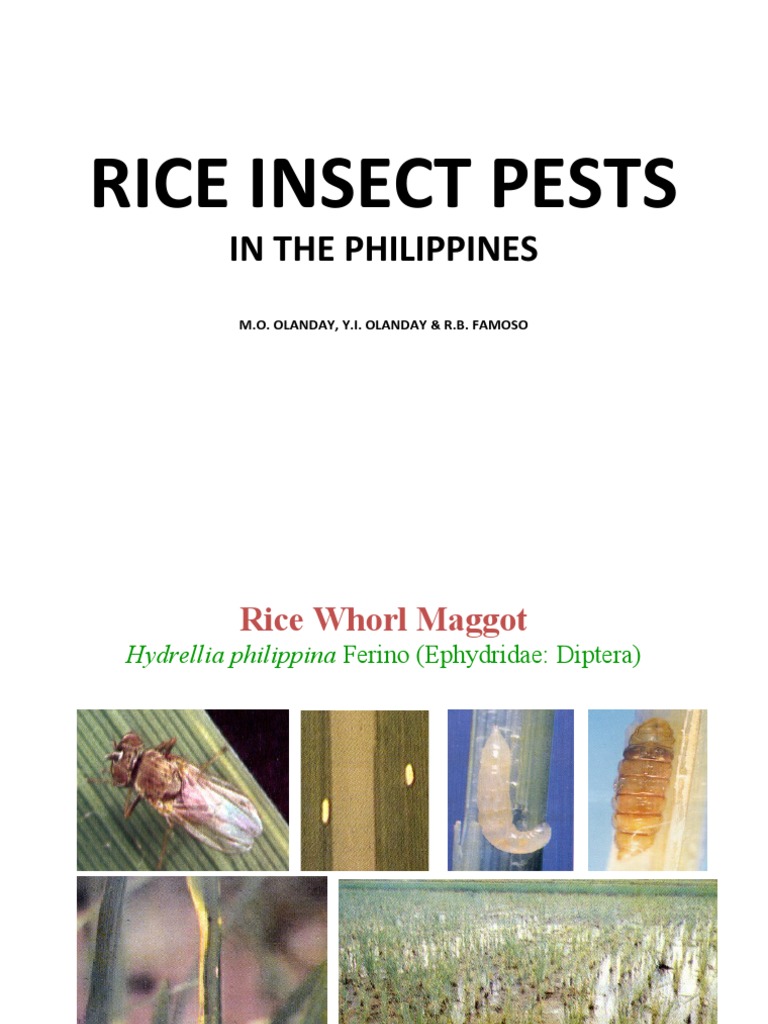 Rice Insect Pests | PDF | Lepidoptera | Insects And Humans