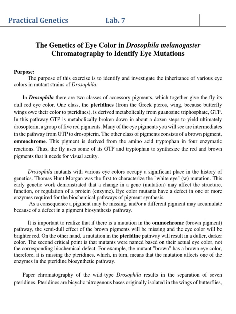 Drosophila Eye Color Mutation Analysis | PDF | Drosophila Melanogaster ...