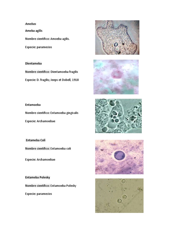 Amebas | PDF