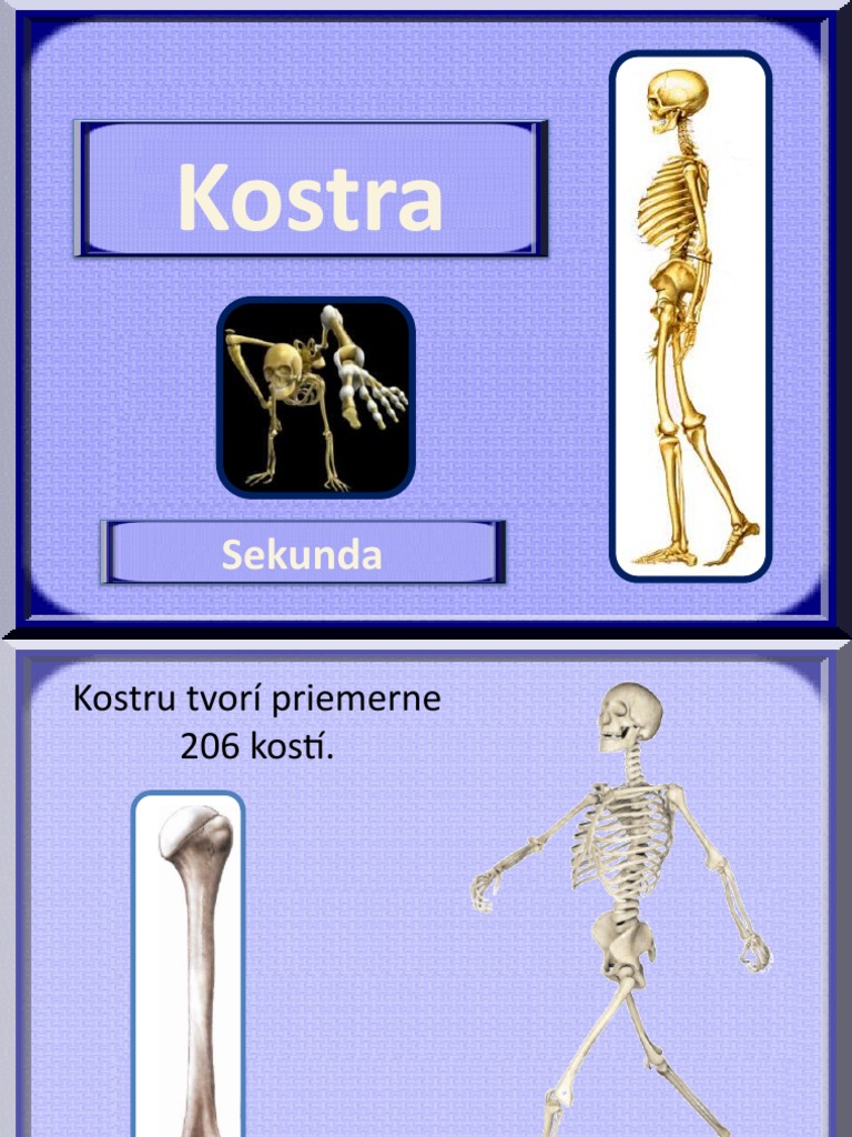 02 Osová Kostra - Chrbtica, Koncatiny | PDF