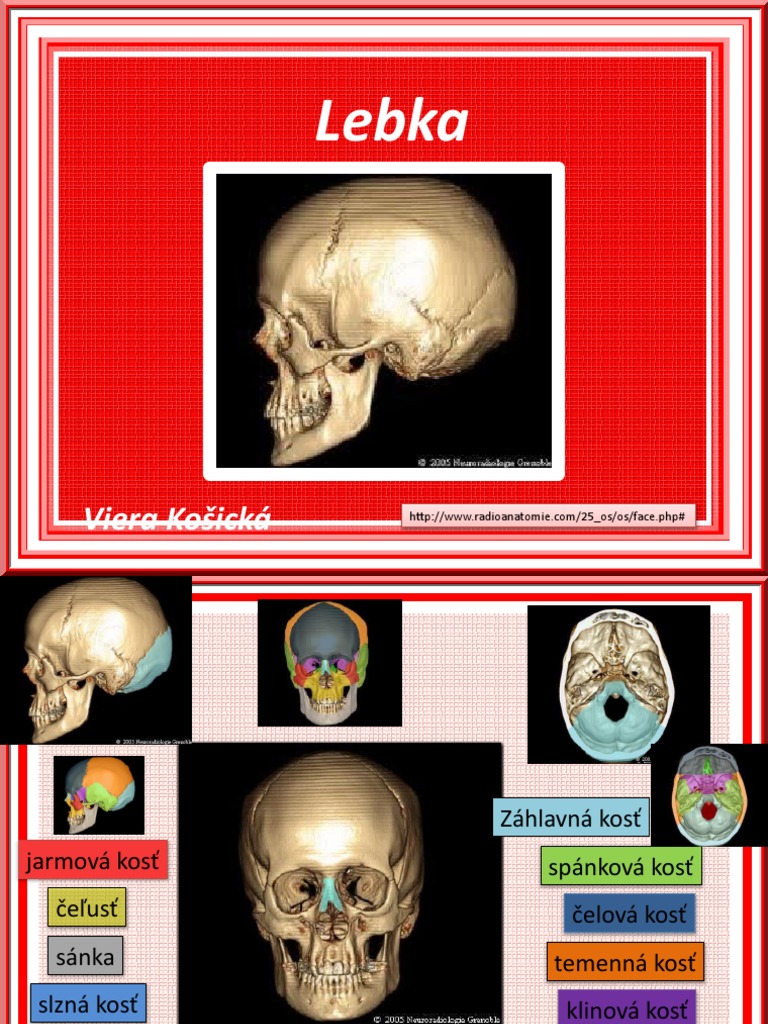 02 Kostra Hlavy - Lebka | PDF