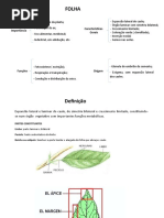 Formas de Limbo Foliar | PDF | Folha | Áreas da Botânica
