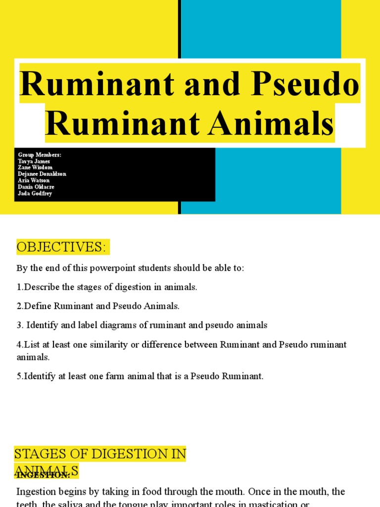 Ruminant and Pseudo Animals | Download Free PDF | Ruminant | Digestion