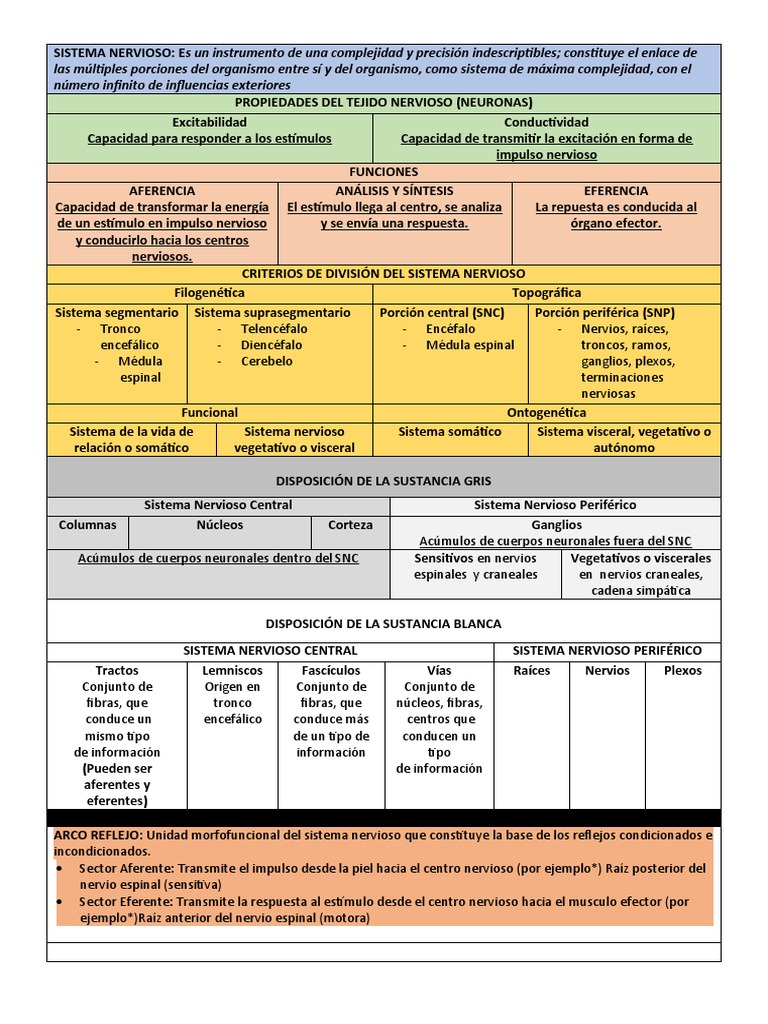 Anatomía de la Médula Espinal y Nervios | PDF | Médula espinal ...