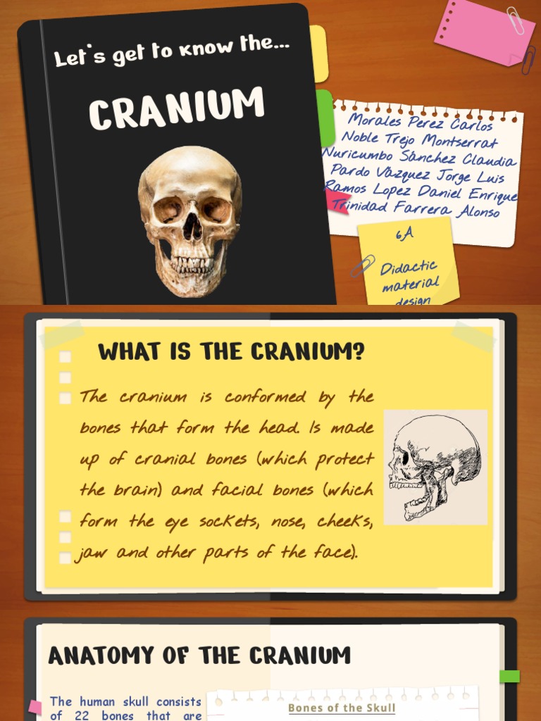 Cranium | PDF | Skull | Morphology (Biology)