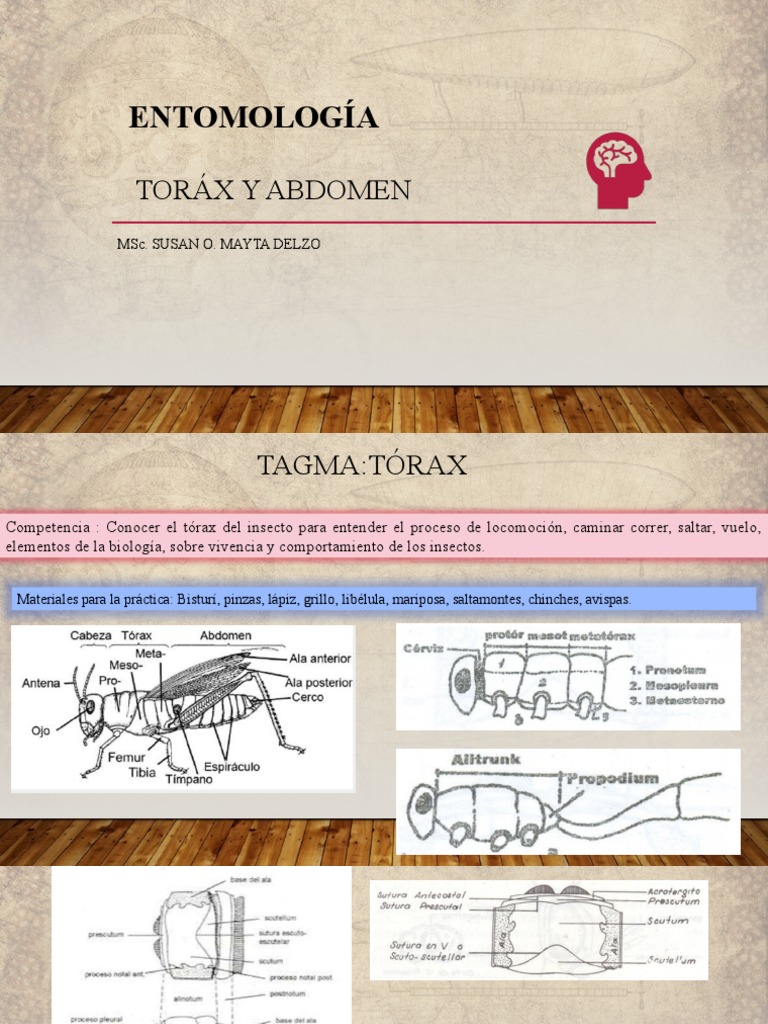 Anatomía del Tórax y Abdomen de Insectos | PDF | Ala | Insectos