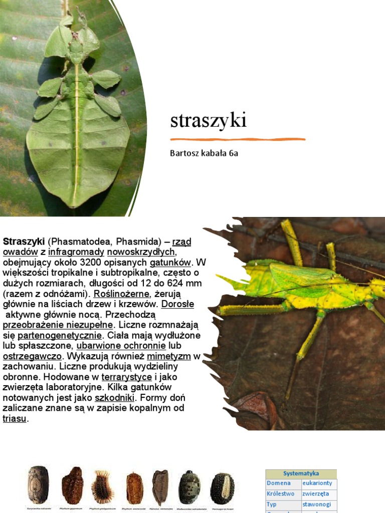 Bartek Straszyki | PDF