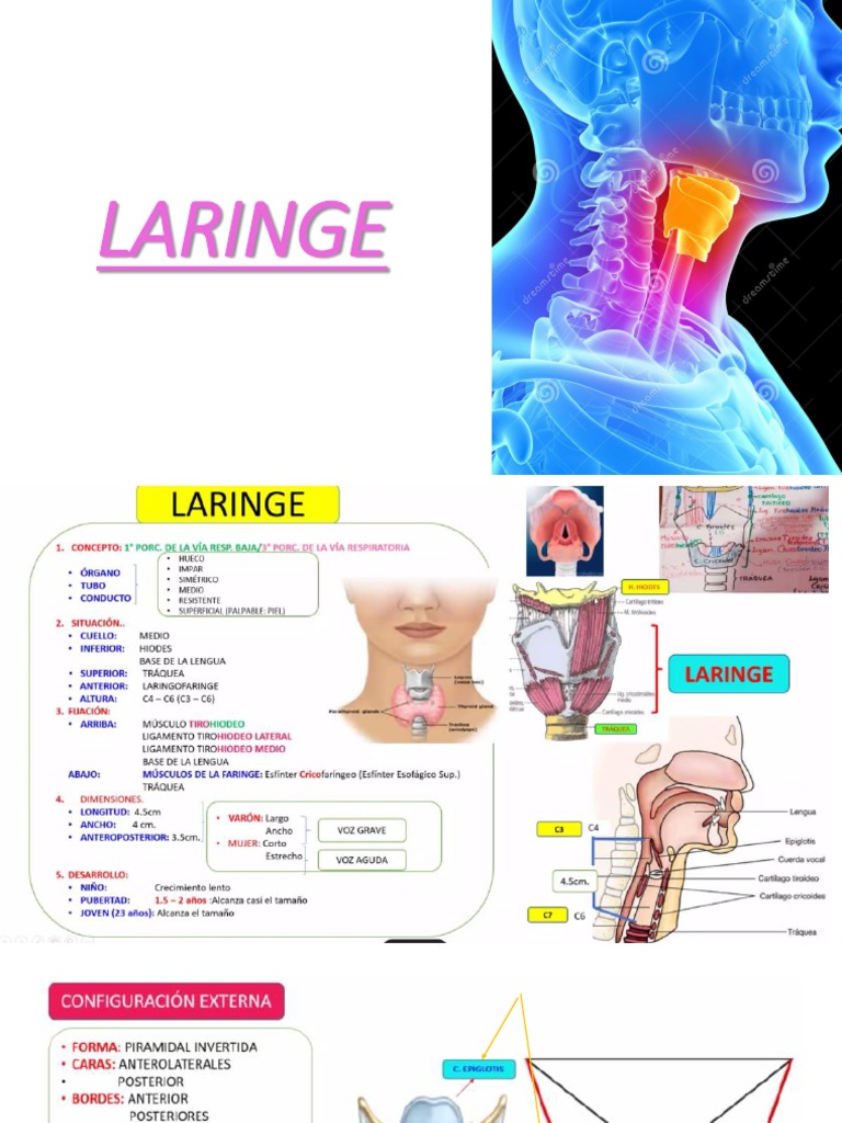 Laringe - Anatomía | PDF | Laringe | Otorrinolaringología