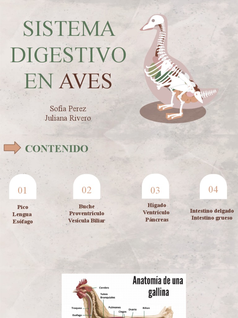 Sistema Digestivo - Aves | PDF | Sistema digestivo humano | Bilis