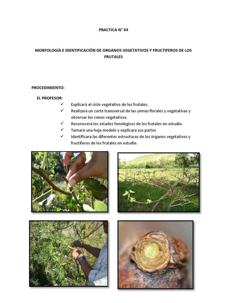 Morfología e Identificación de Organos Vegetativos y Fructiferos de Los ...
