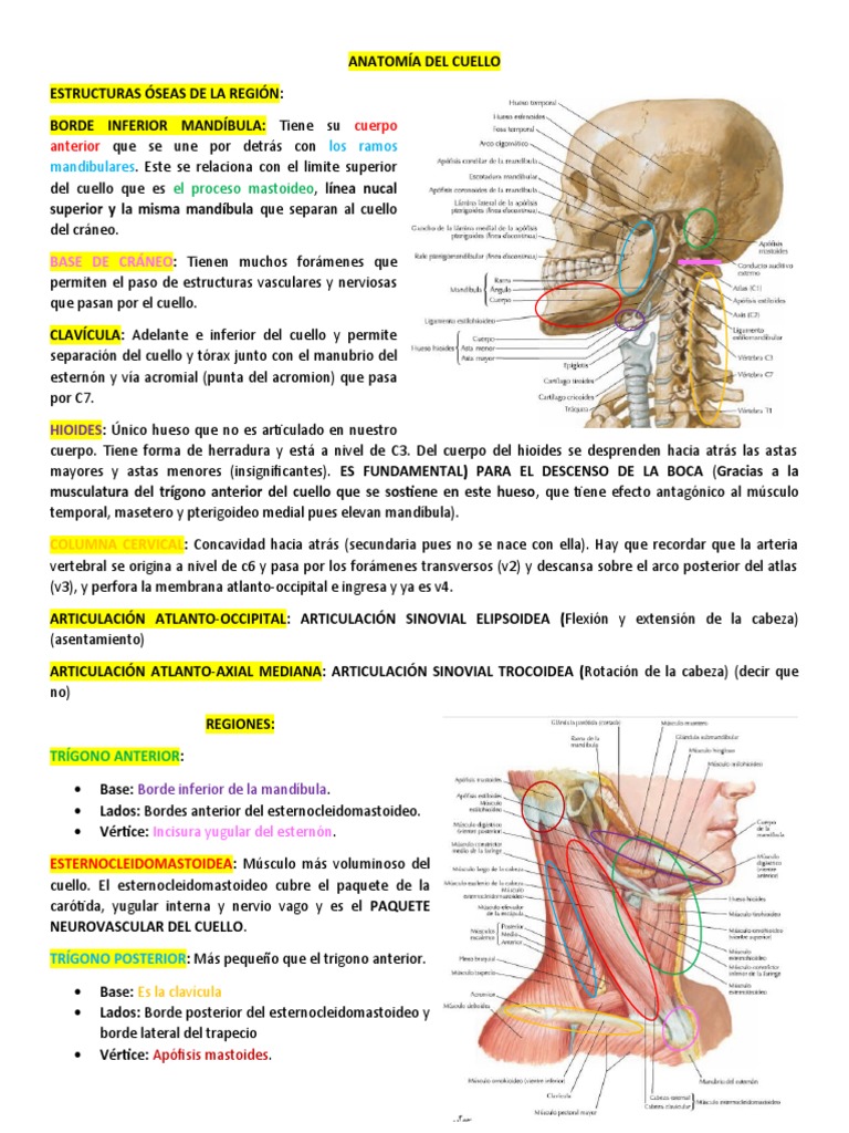 Anatomía Del Cuello | PDF | Nervio vago | Sistema musculoesquelético