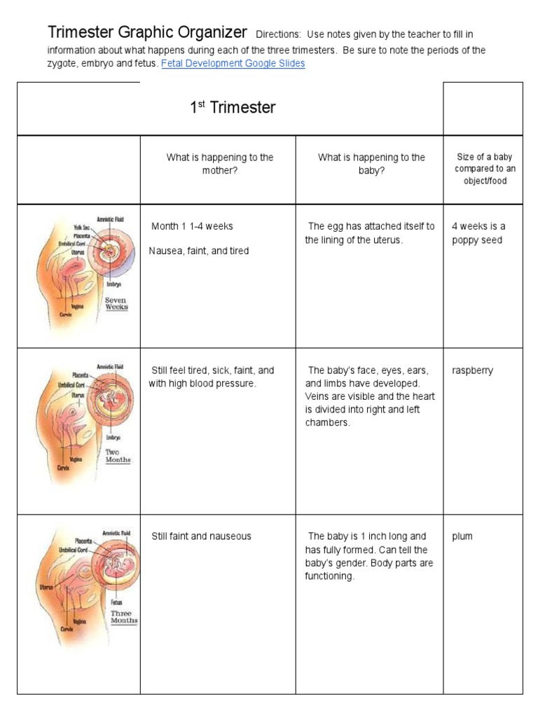 Prenatal Development Trimester Overview | PDF | Pregnancy | Fetus
