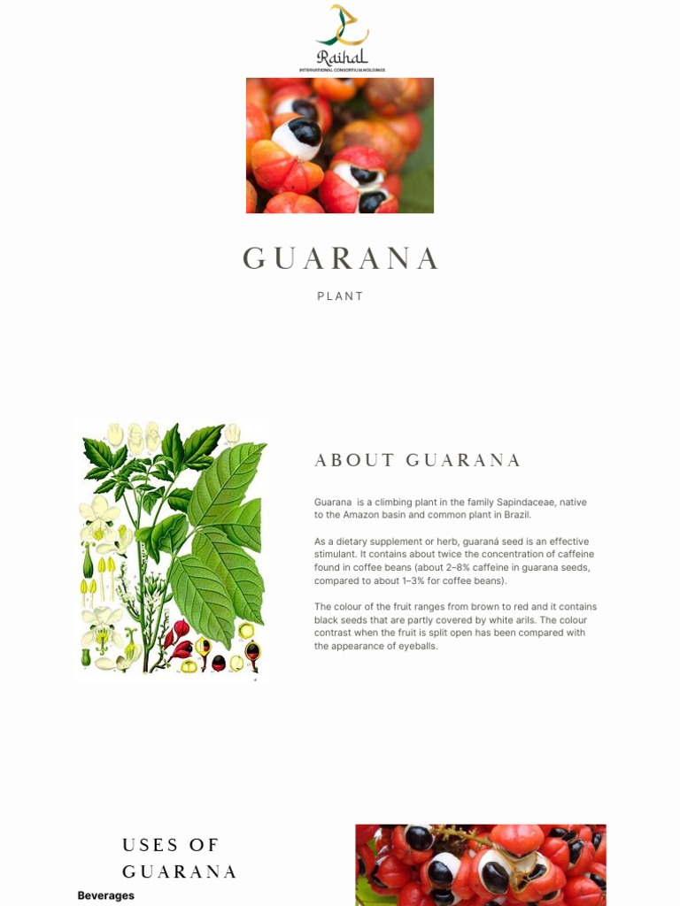 Guarana Plant | PDF | Food And Drink | Agriculture