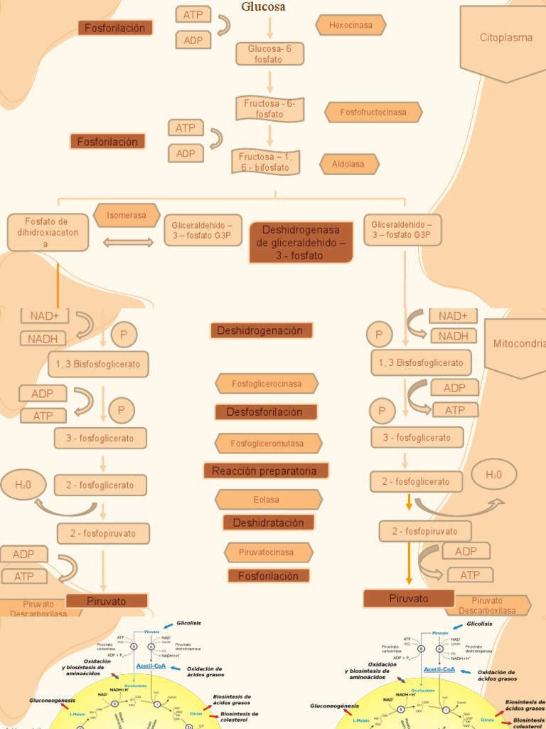 Mapa de Las Fases de La Respiracion Celular | Descargar gratis PDF | Trifosfato de adenosina ...