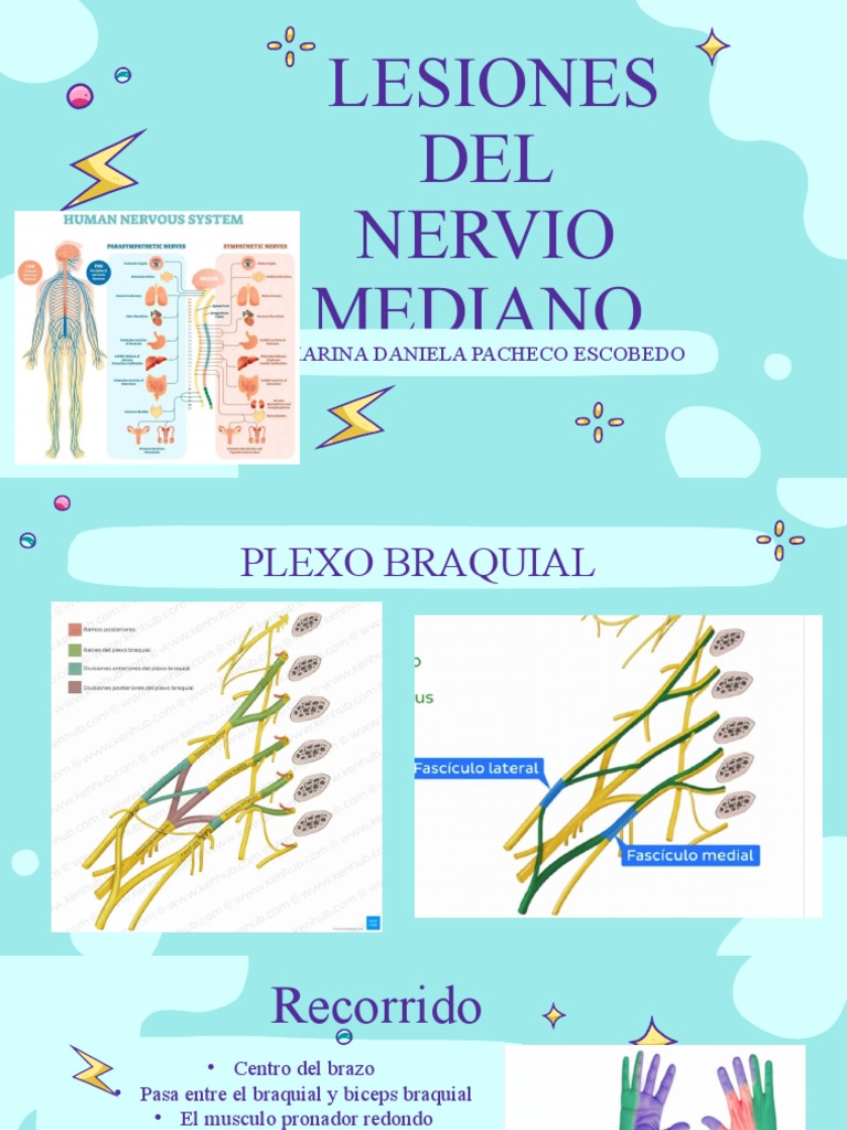 Nervio Mediano | PDF | Síndrome del túnel carpiano | Mano
