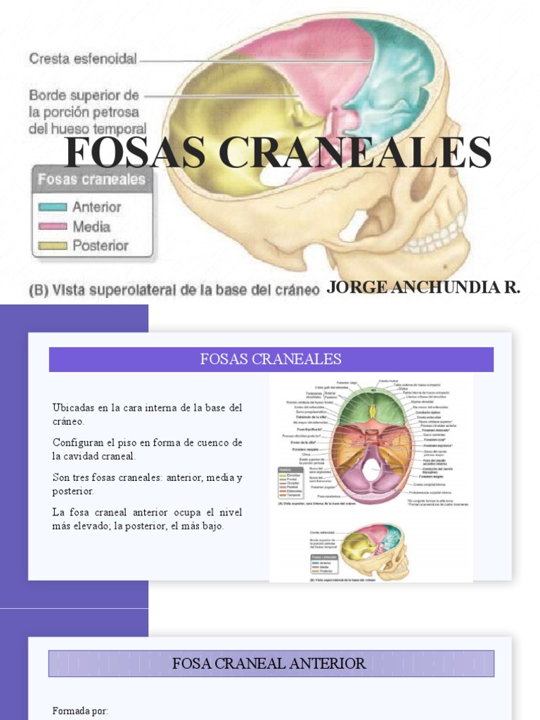 Fosas Craneales | PDF | Anatomía humana | Sistema esquelético