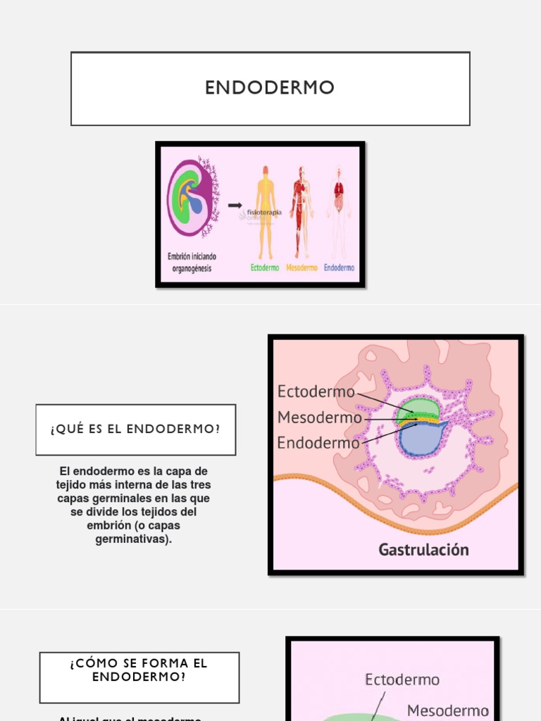 Endodermo | PDF