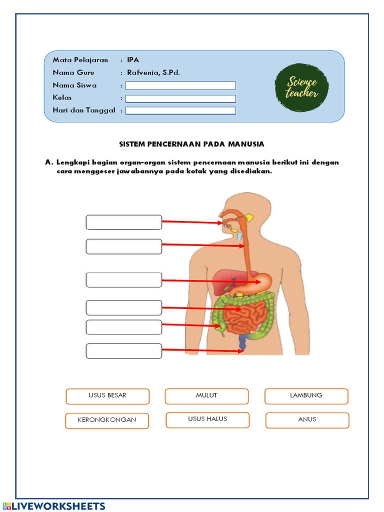 LKPD Sistem Pencernaan 2 | PDF