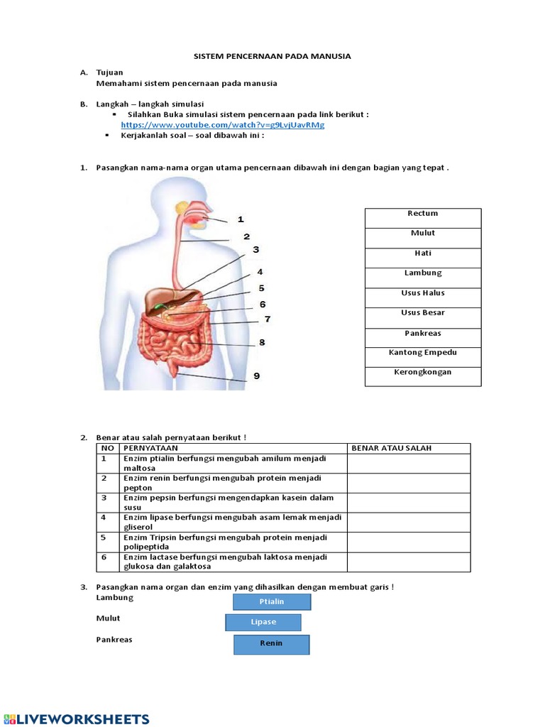 LKPD Sistem Pencernaan | PDF | Kesehatan Holistik