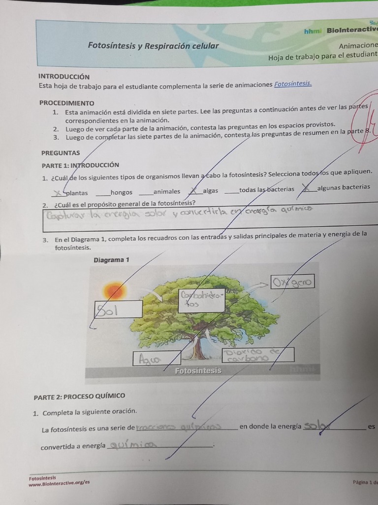 Respiracion Celular y Fotosíntesis | PDF