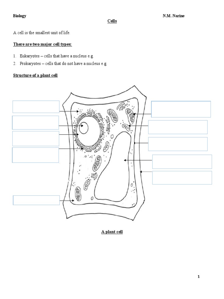 Cells and Movement Across Cell Membrane | PDF | Cell (Biology) | Osmosis
