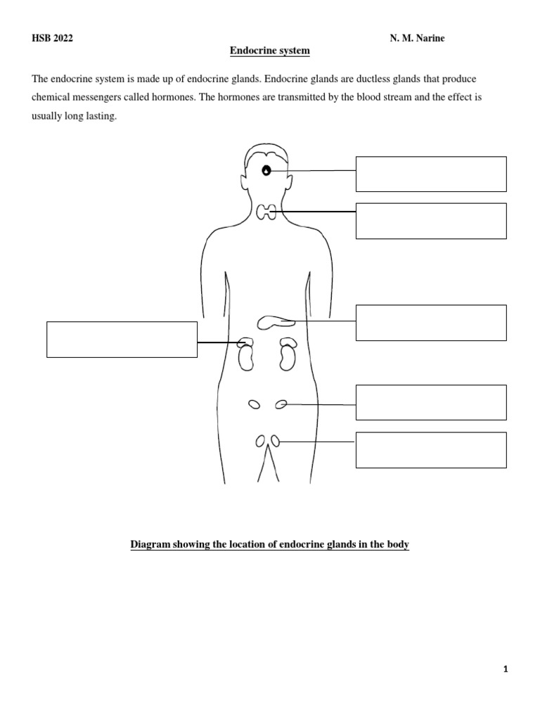 HSB Endocrine System and Eye | PDF | Endocrine System | Eye