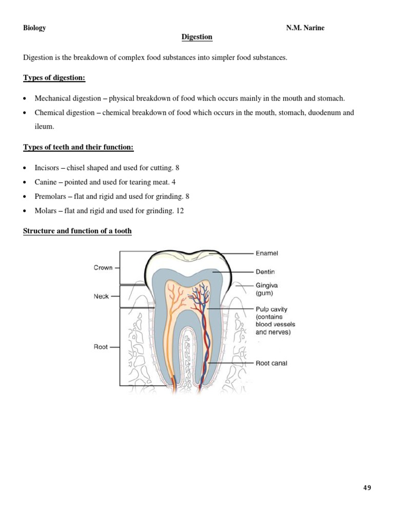 Handout On Digestion, Respiration, Circulation and Transport | PDF ...